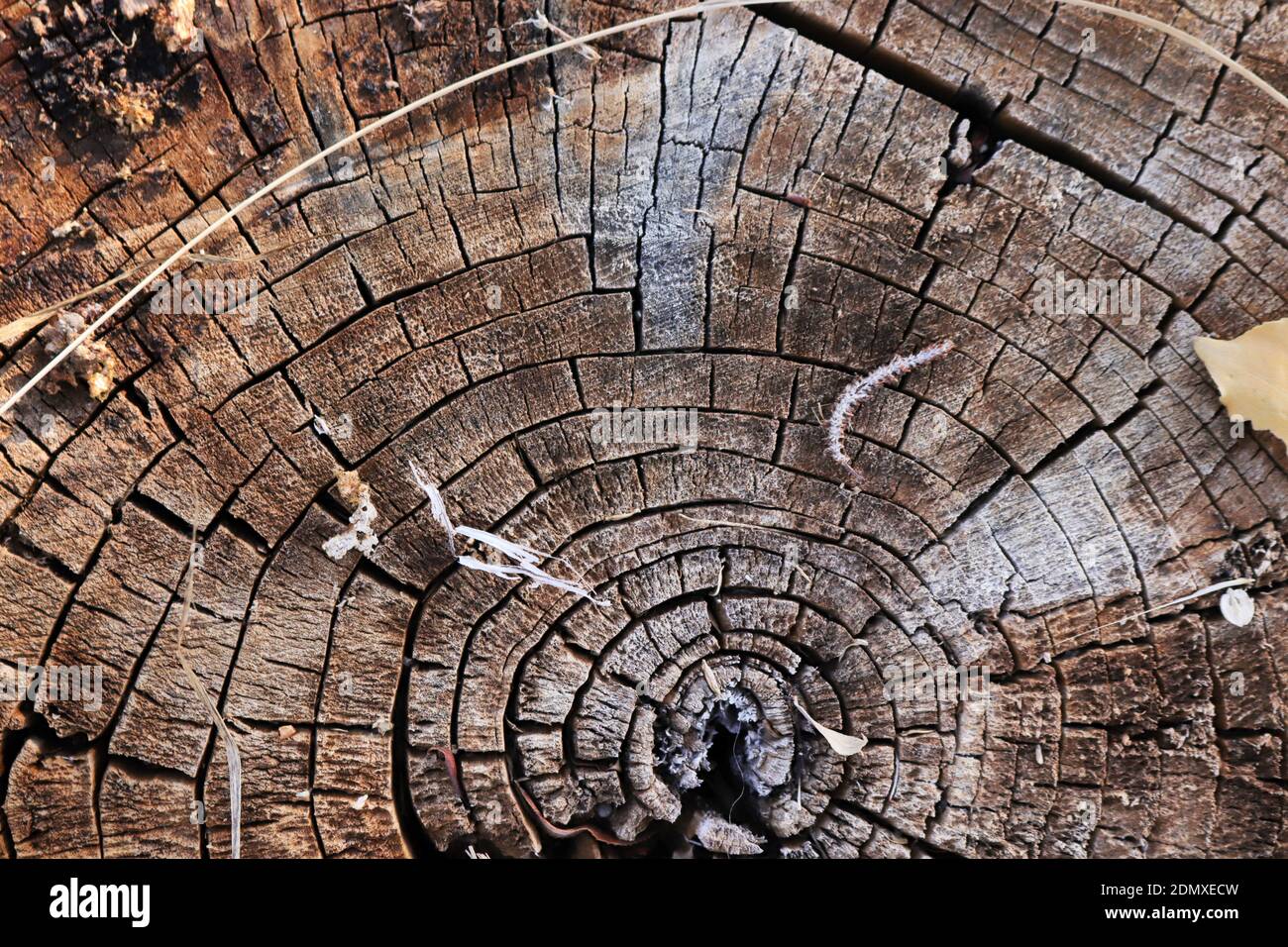 Tree ring abstract background textured. Natural organic texture with ...