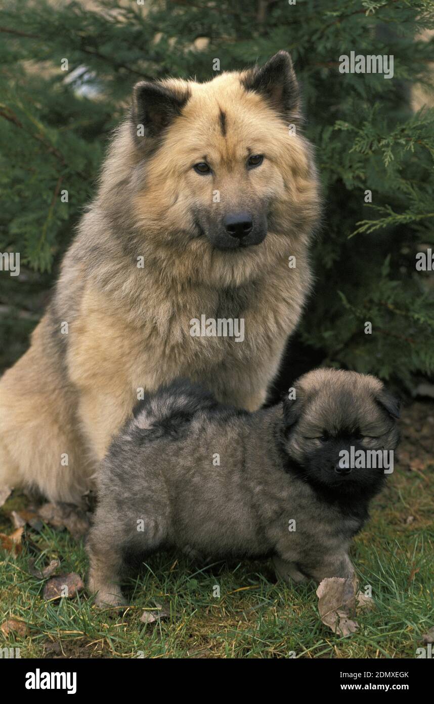 Eurasier Dog or Eurasian Spitz, Mother and Pup Stock Photo - Alamy