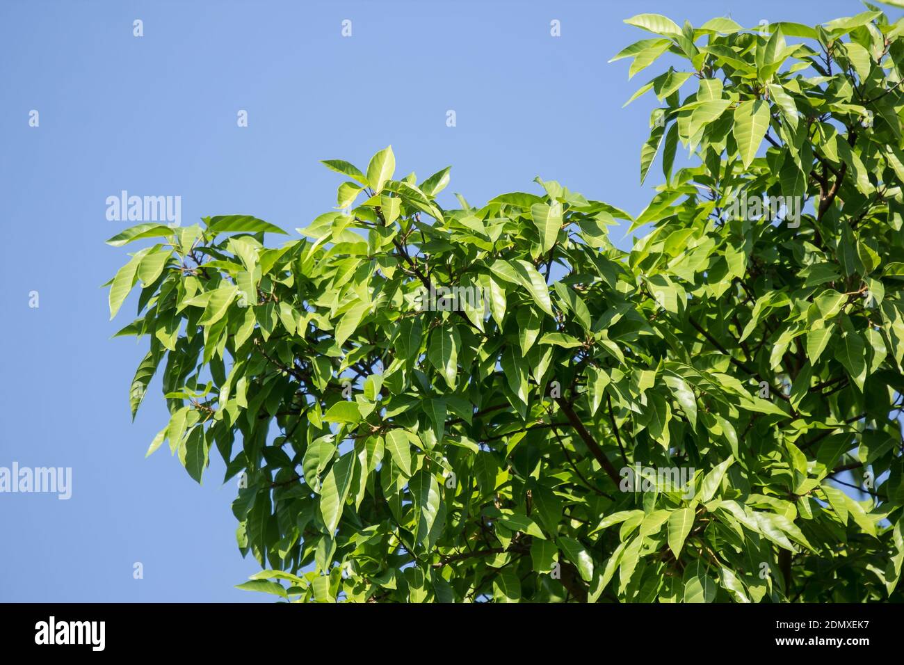 Ficus hispida leaf hi-res stock photography and images - Alamy
