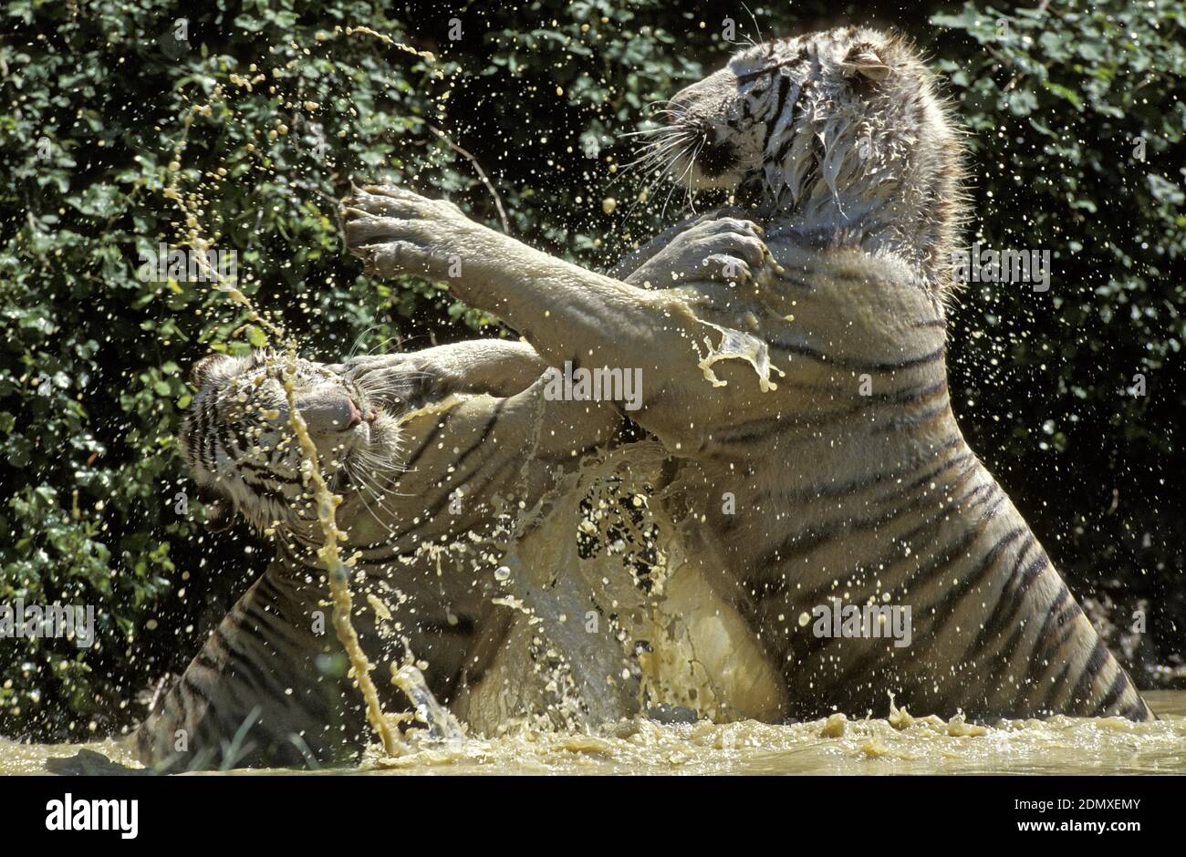 White Tiger, panthera tigris, Fighting in Water Stock Photo - Alamy