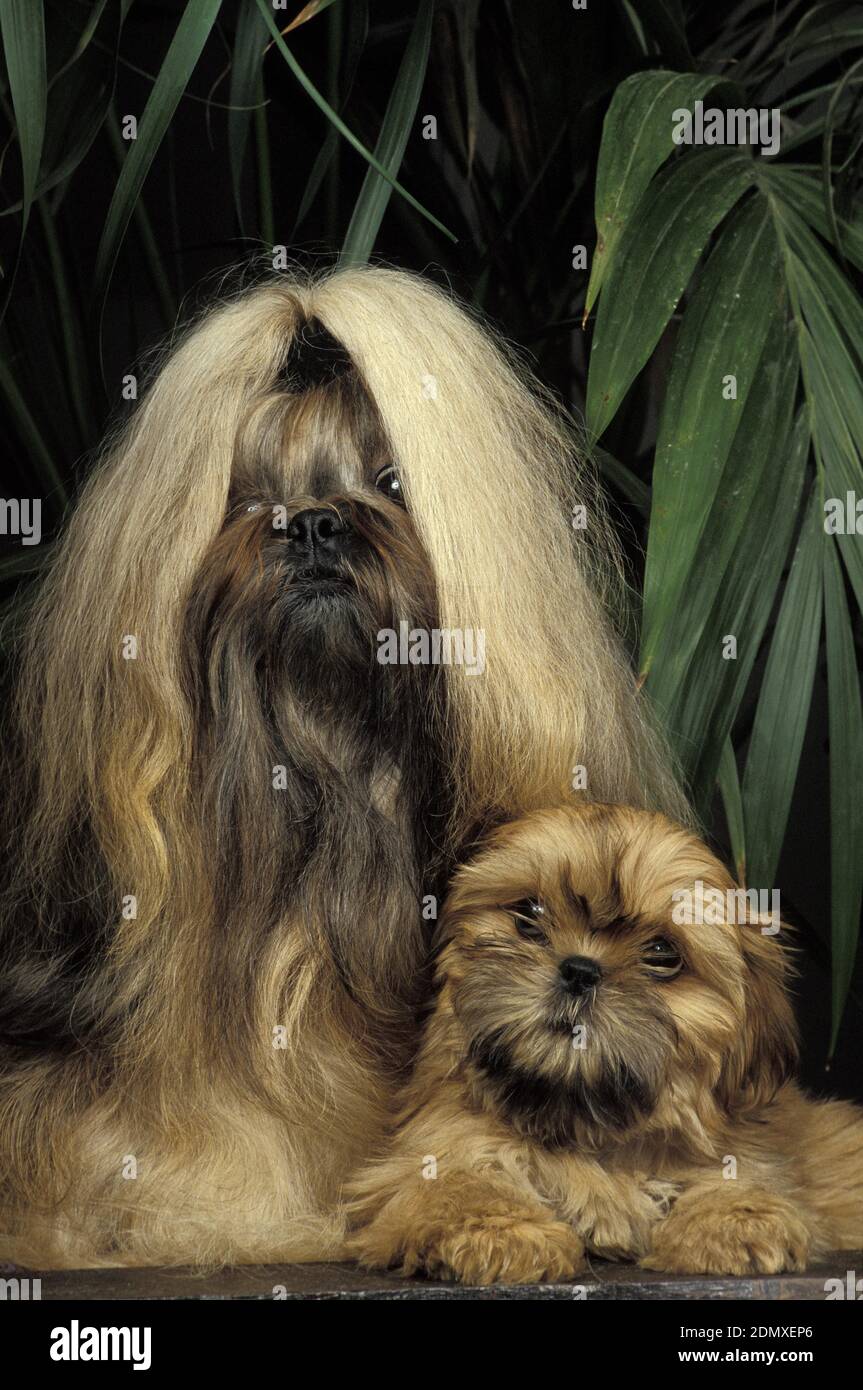 Shi Tzu Dog, Mother and Pup Stock Photo - Alamy