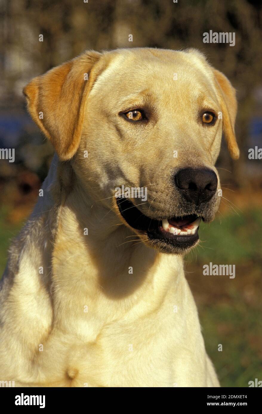 Portrait of Yellow Labrador Retriever Dog Stock Photo - Alamy