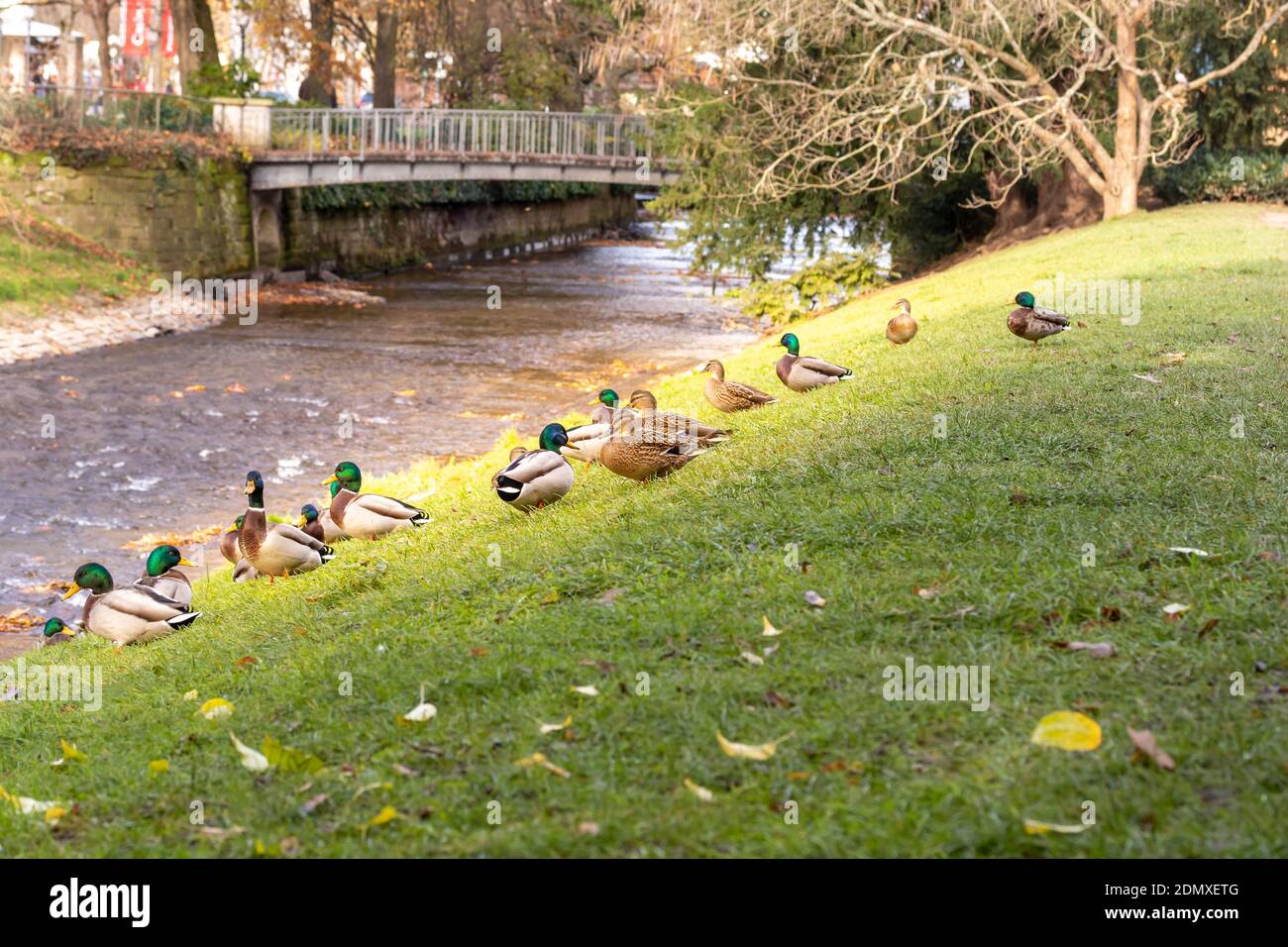 Beautiful duck photos hi-res stock photography and images - Alamy