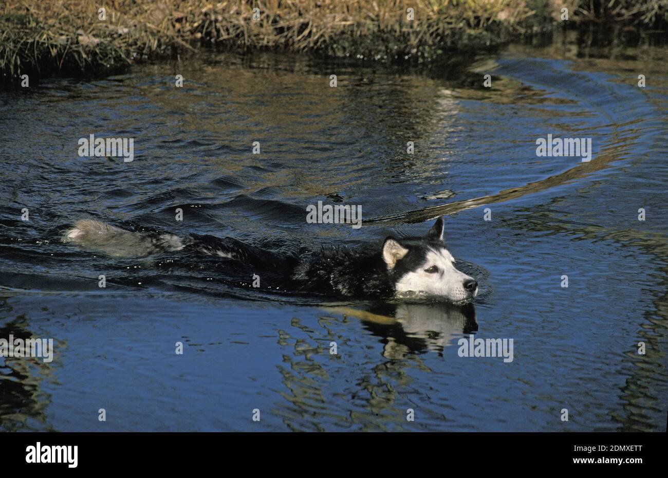 Siberian Husky Dog swimming Stock Photo - Alamy