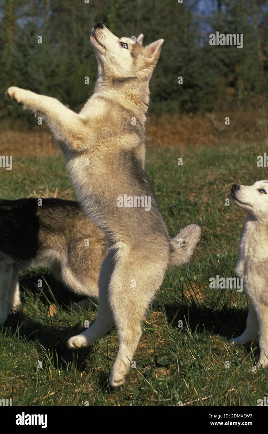 Siberian Husky Dog, Young playing, standing on Hind Legs Stock Photo ...