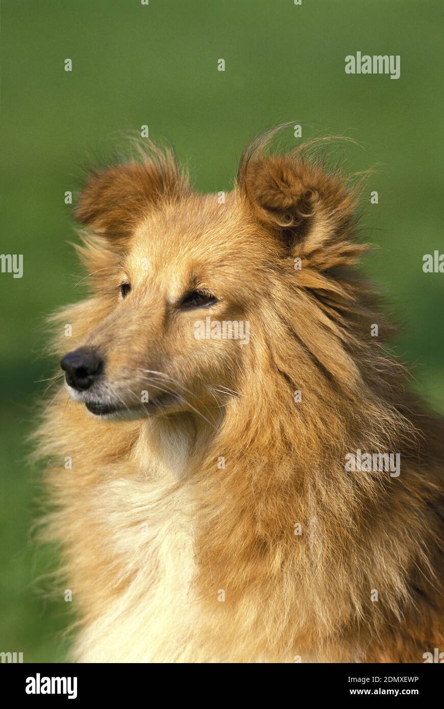 Shetland sheepdog face portrait hi-res stock photography and images - Alamy