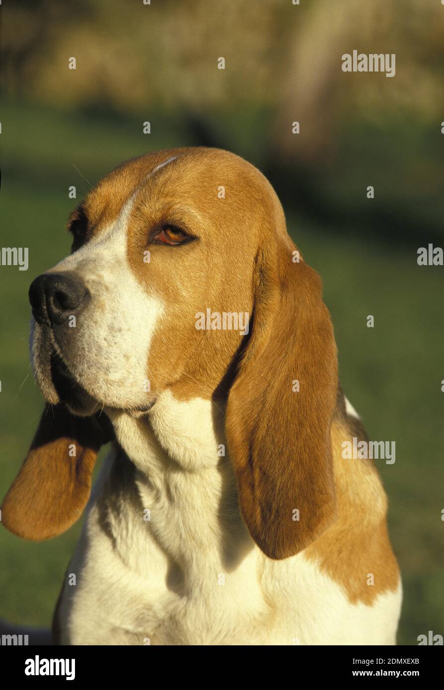 Portrait of Artois Hound Dog Stock Photo - Alamy