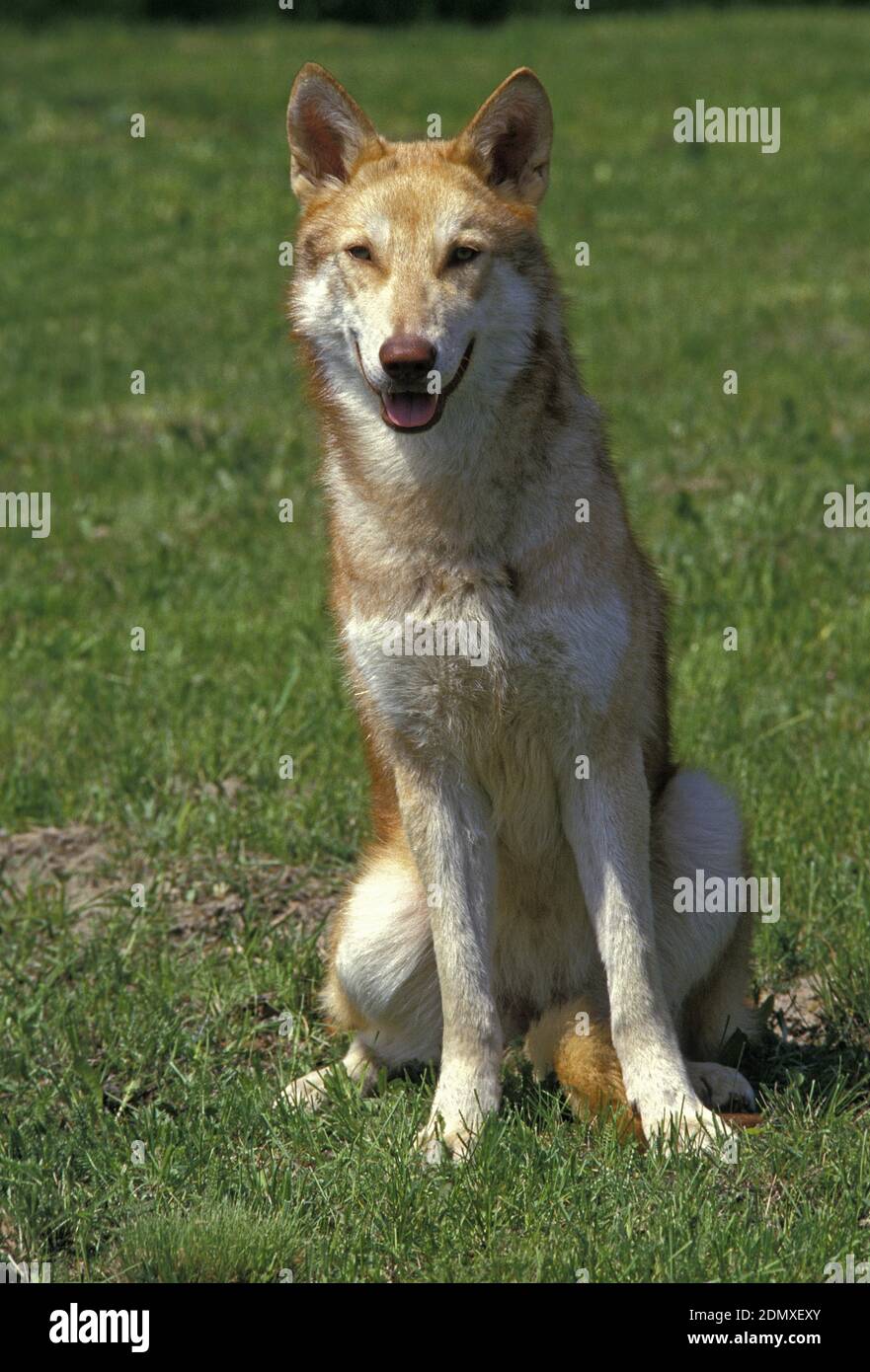 Red Saarloos Wolfhound