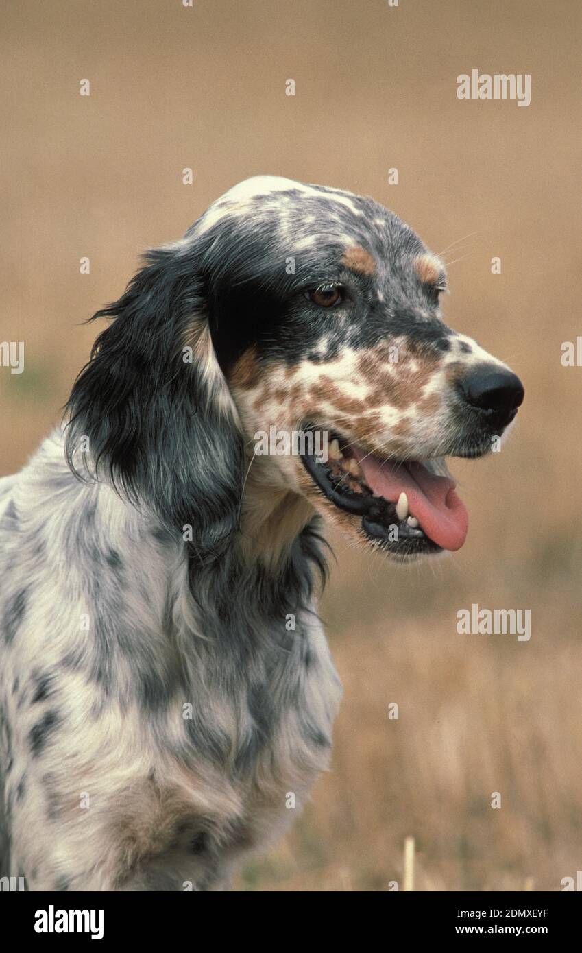 English Setter Dog, Portrait of Adult Stock Photo - Alamy