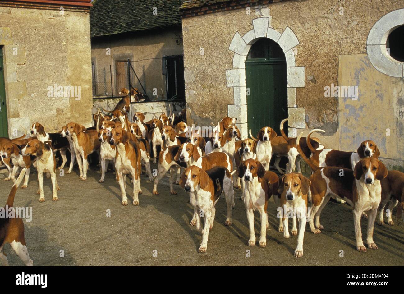 Poitevin dog hi-res stock photography and images - Alamy