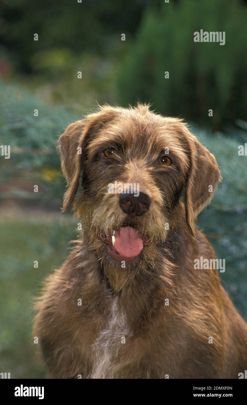 Pudel Pointer High Resolution Stock Photography and Images - Alamy
