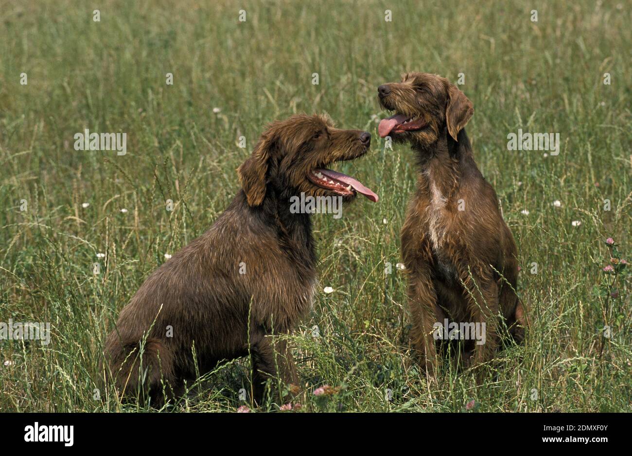 Pudel Pointer Dog Stock Photo - Alamy