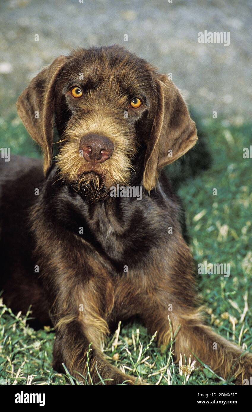 Pudel Pointer Dog Stock Photo - Alamy