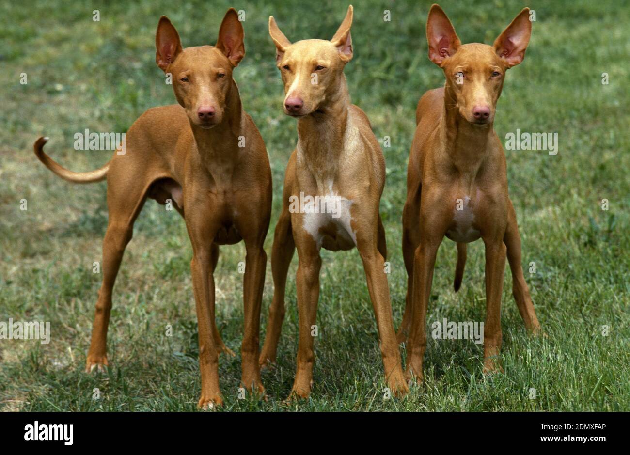 Pharaon Hound, Breed's Dog from Malta Stock Photo - Alamy