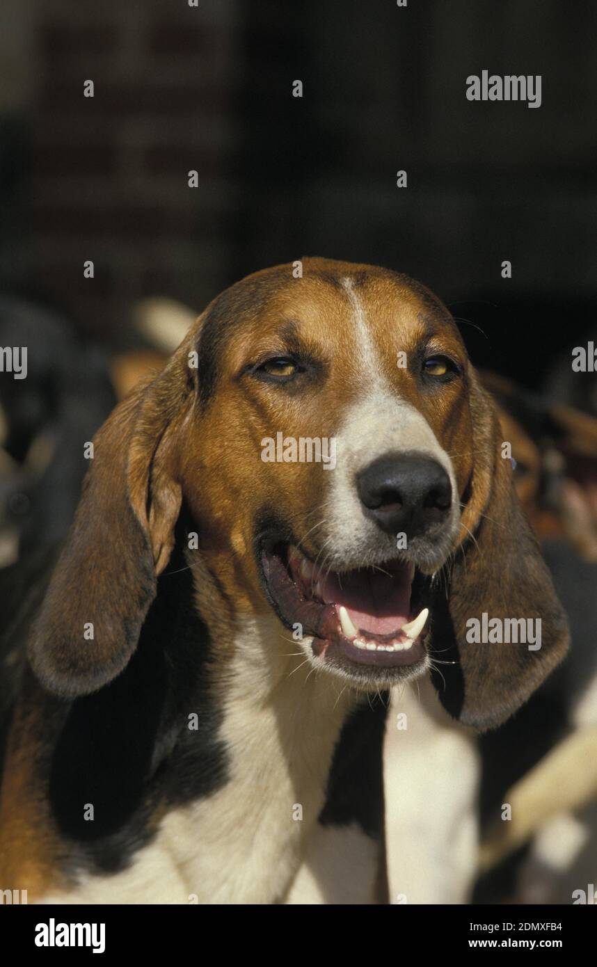 Poitevin hound hi-res stock photography and images - Alamy