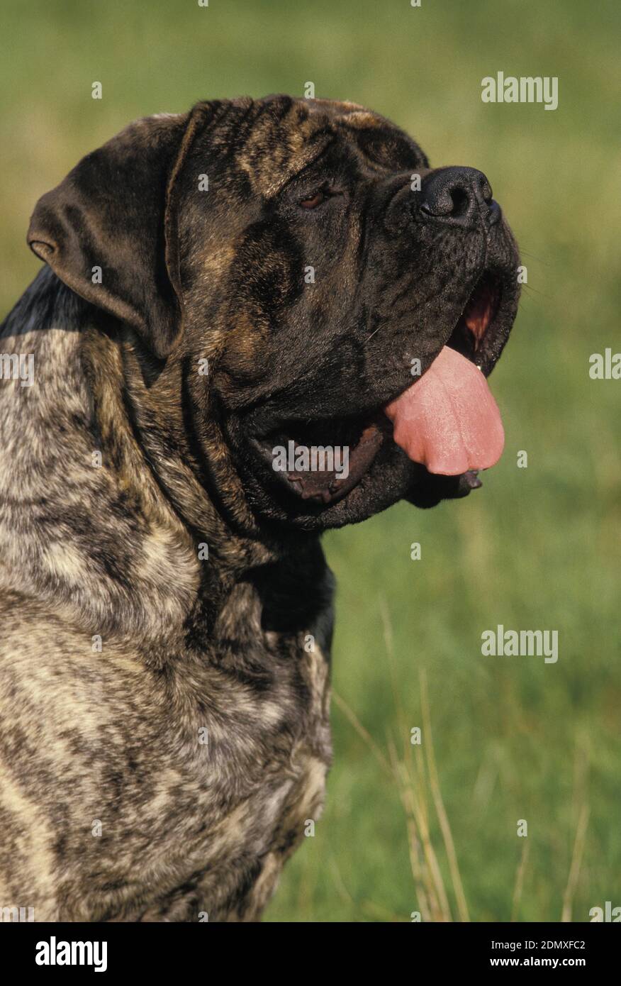 Mastiff Dog, Portrait of Adult Stock Photo - Alamy