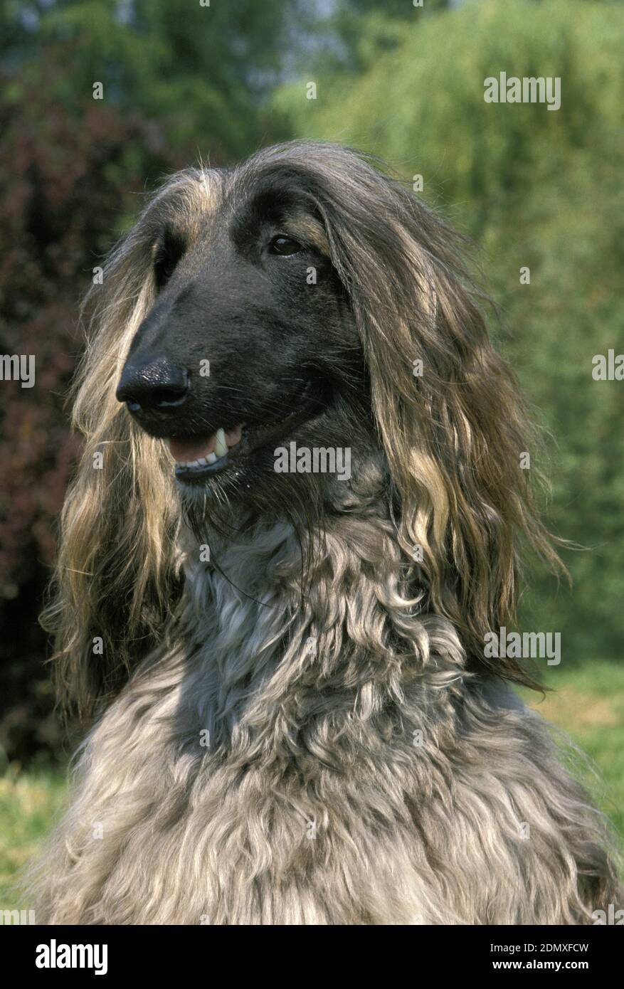 Afghan Hound, Portrait of Adult Stock Photo - Alamy