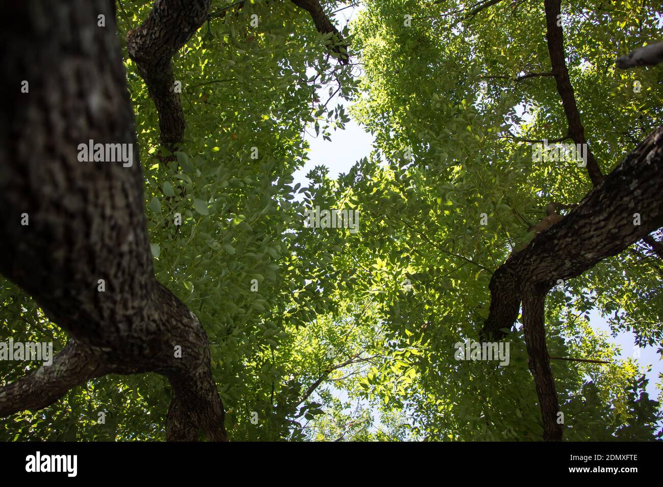 Wide shot of Green Cinnamomum camphora tree Stock Photo - Alamy