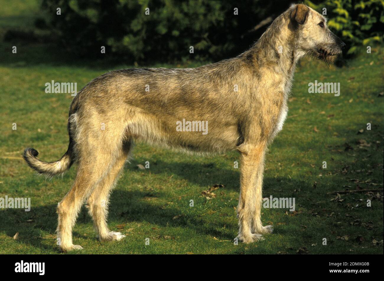Irish Wolfhound standing on Lawn Stock Photo - Alamy