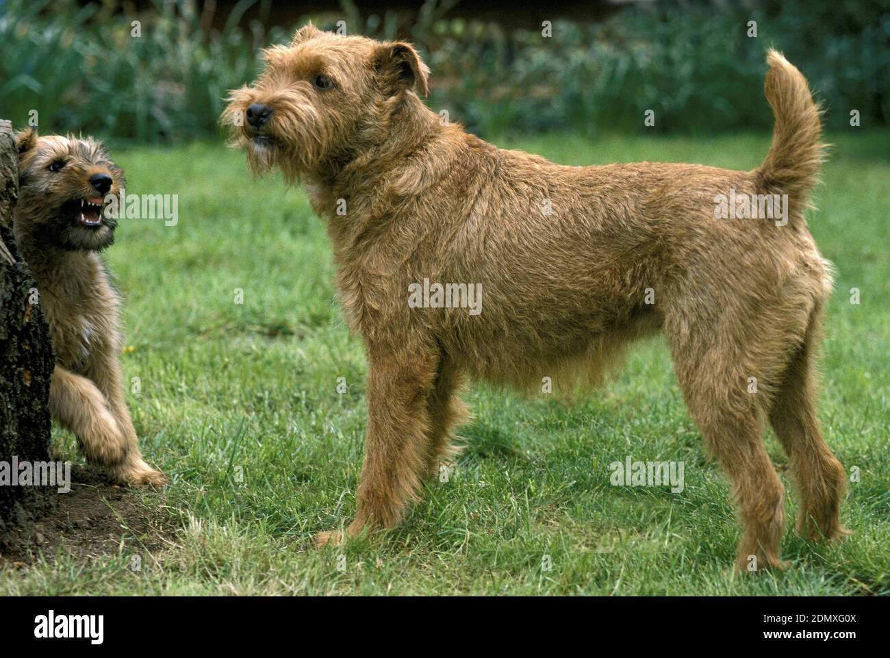 Dog snarling hi-res stock photography and images - Alamy