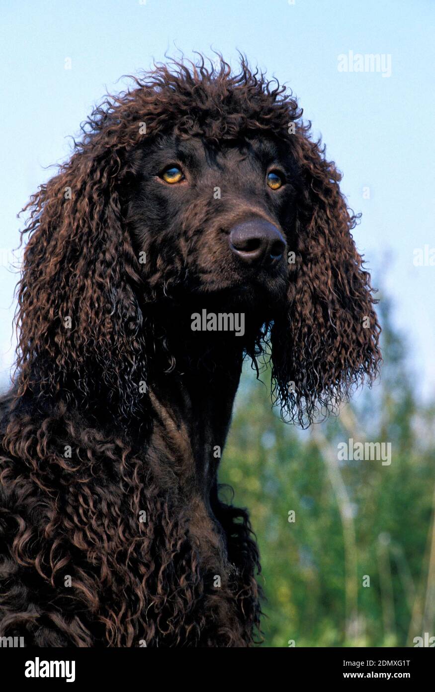 Spaniel irish water hi-res stock photography and images - Alamy