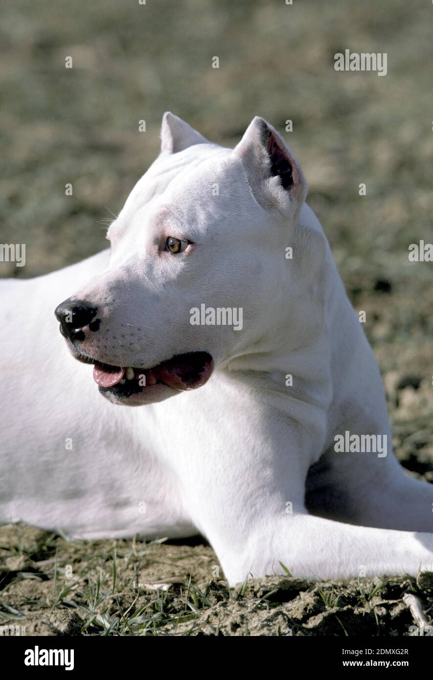 Argentinian Mastiff Dog (Old Standard Breed with Cut Ears Stock Photo ...