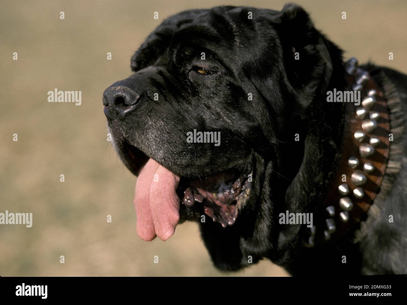 Neapolitan Mastiff Dog, Old Standard Breed with Cut Ears Stock Photo ...