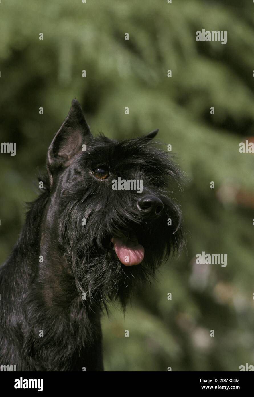 Miniature Schnauzer (Old Standard Breed with Cut Ears Stock Photo - Alamy