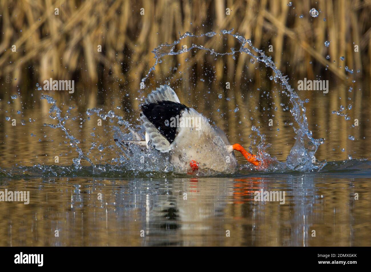 Wilde Eend, Mallard Stock Photo - Alamy