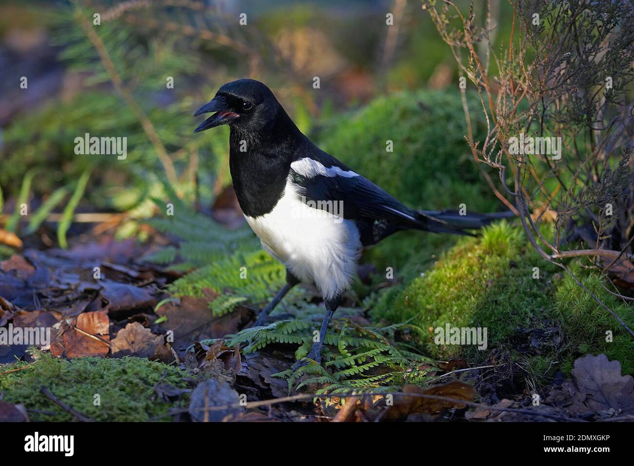 Black Billed Magpie or European Magpie, pica pica, Adult calling ...