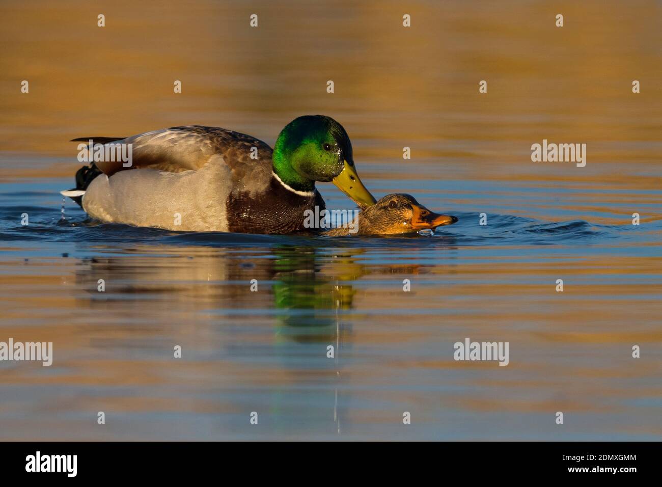 Parende Wilde Eenden; Mallards mating Stock Photo - Alamy