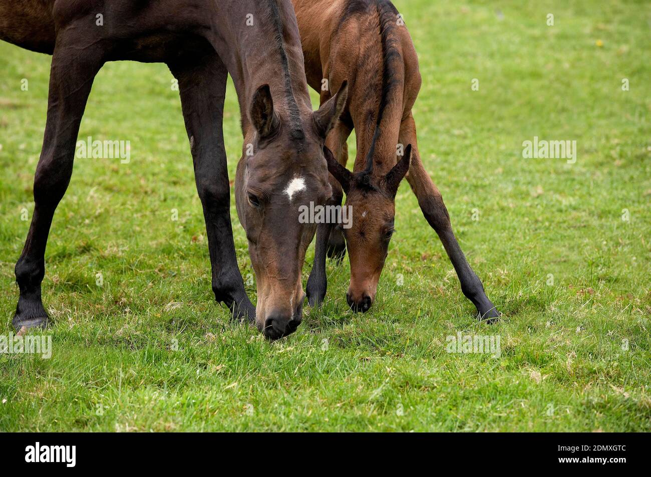 Akhal Teke, Horse Breed from Turkmenistan, Mare and Foal eating grass ...