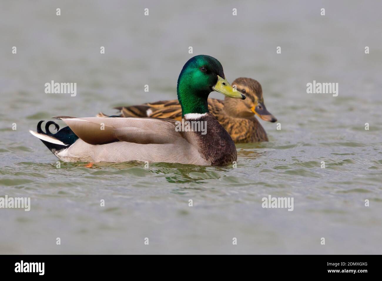Paartje Wilde Eend, Mallard pair Stock Photo - Alamy