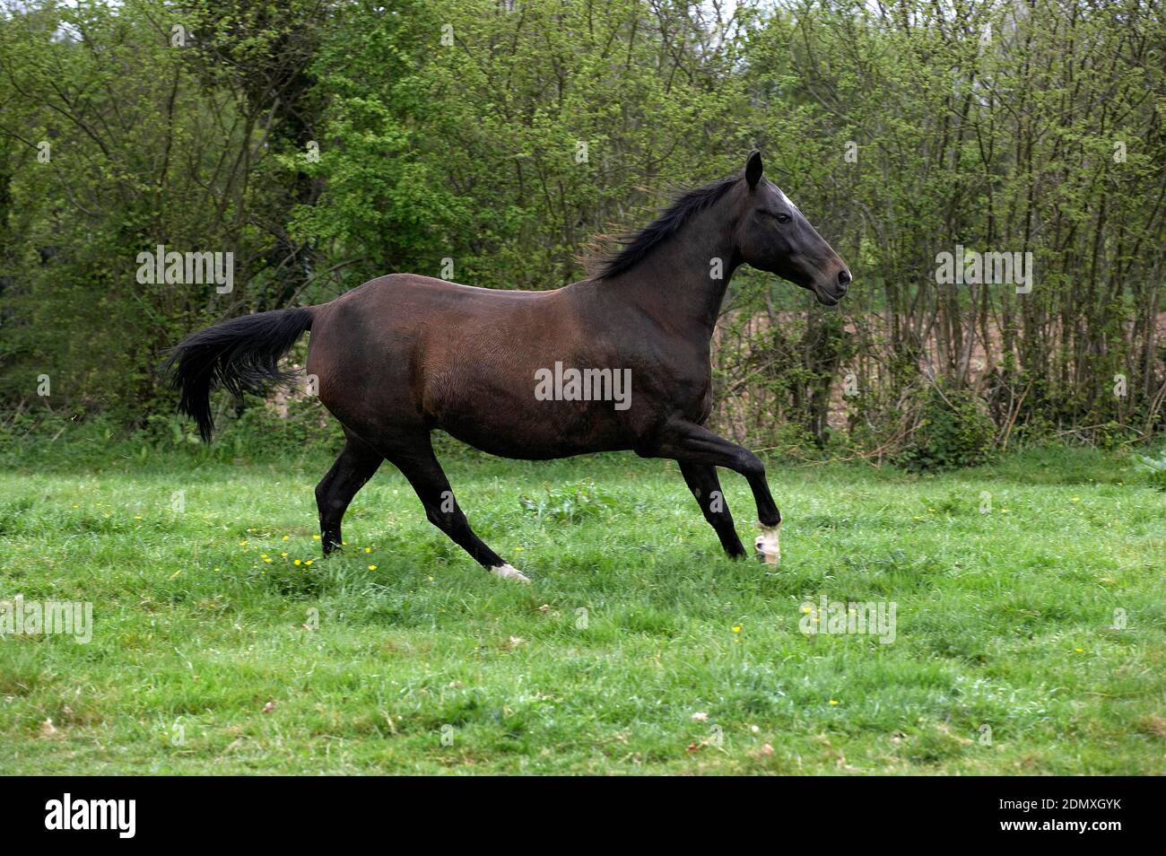Akhal Teke, Horse Breed from Turkmenistan, Mare Galloping Stock Photo ...