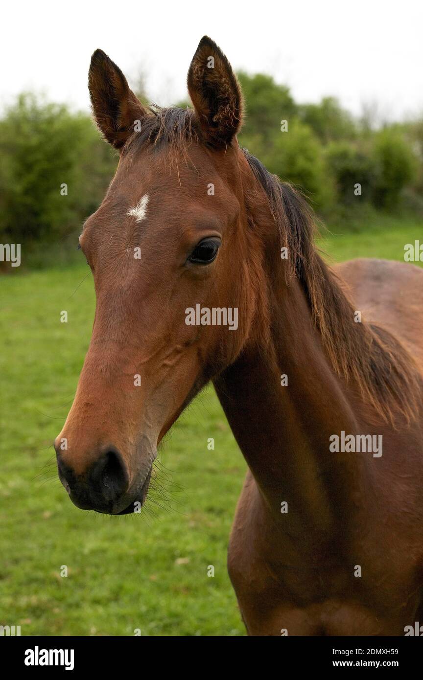 Akhal Teke, Horse Breed from Turkmenistan, Portrait of Mare Stock Photo ...