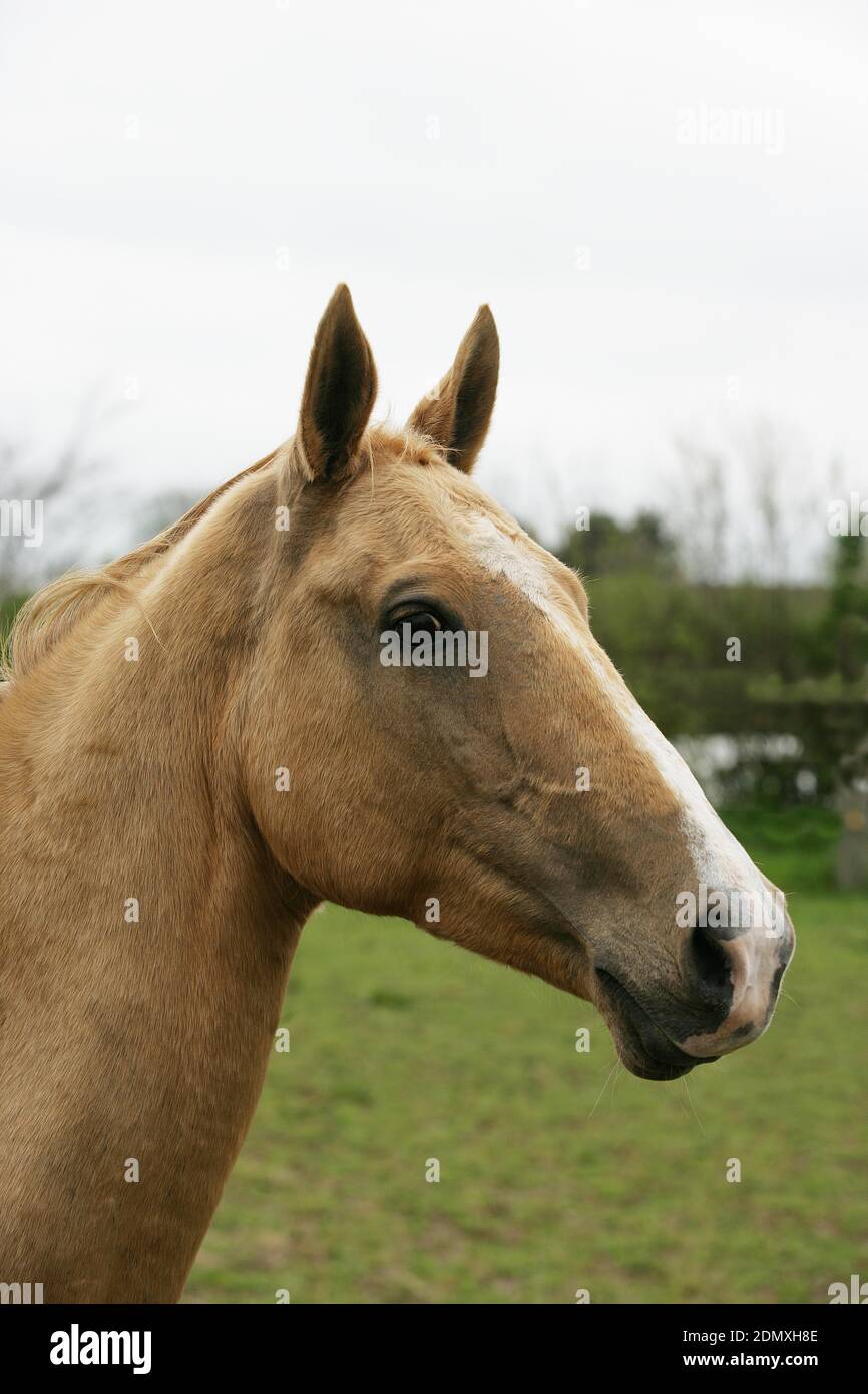 Akhal Teke, Horse Breed from Turkmenistan, Portrait of Mare Stock Photo ...