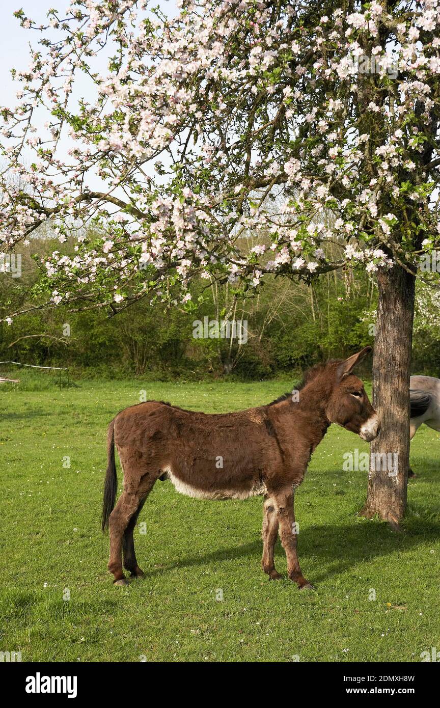 Normandy Donkey under blooming Apple tree Stock Photo - Alamy