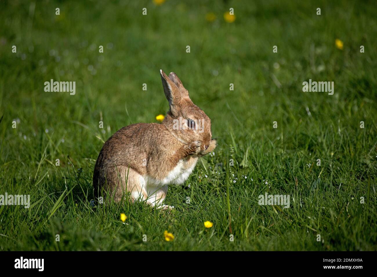 Wild rabbit washing hi-res stock photography and images - Alamy