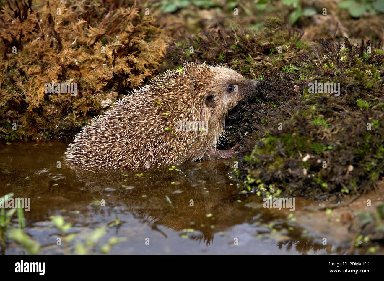 European Hedgehog, erinaceus europaeus, Adult crossing Water, Normandy ...