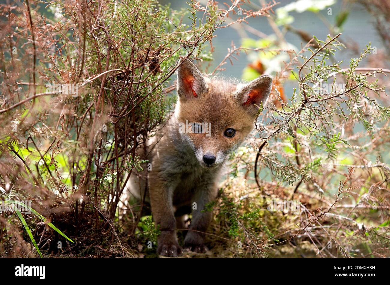 Red Fox, vulpes vulpes, Cub, Normandy Stock Photo - Alamy