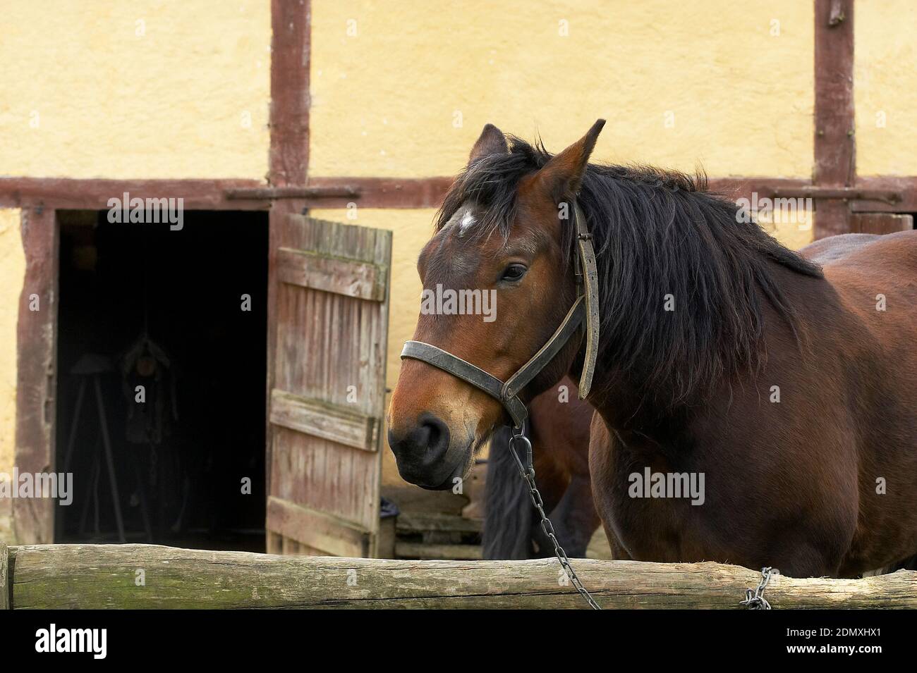 Cob Normand Draft Horse, French Breed Stock Photo - Alamy