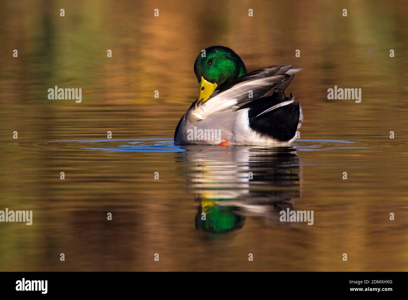 Wilde Eend, Mallard Stock Photo - Alamy