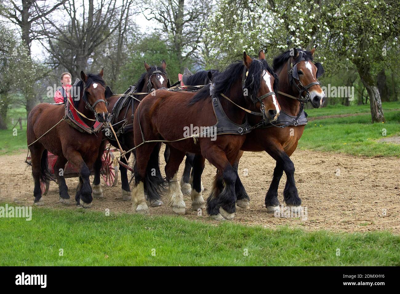 Harnessed Cob Normand Draft Horse, French Breed Stock Photo - Alamy