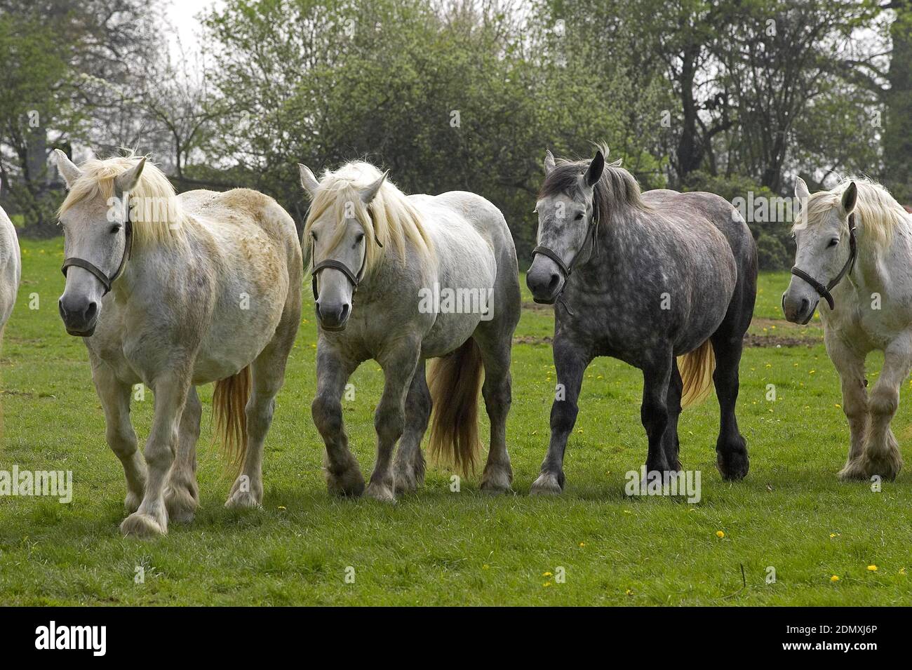 Percheron Draft Horses, a French Breed, walking on Line Stock Photo - Alamy