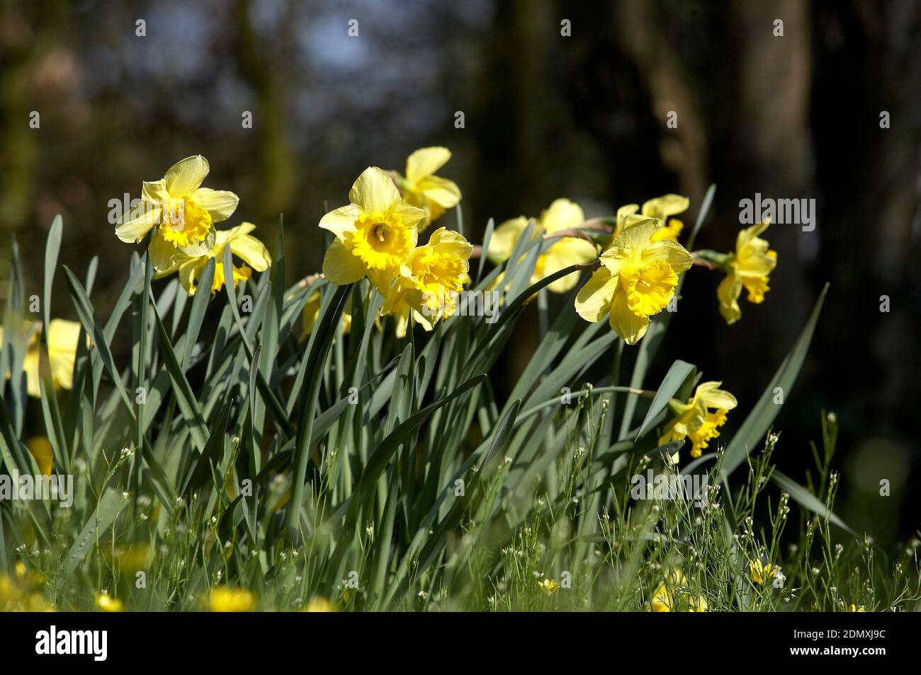 Wild Daffodil, narcissus pseudonarcissus Stock Photo - Alamy