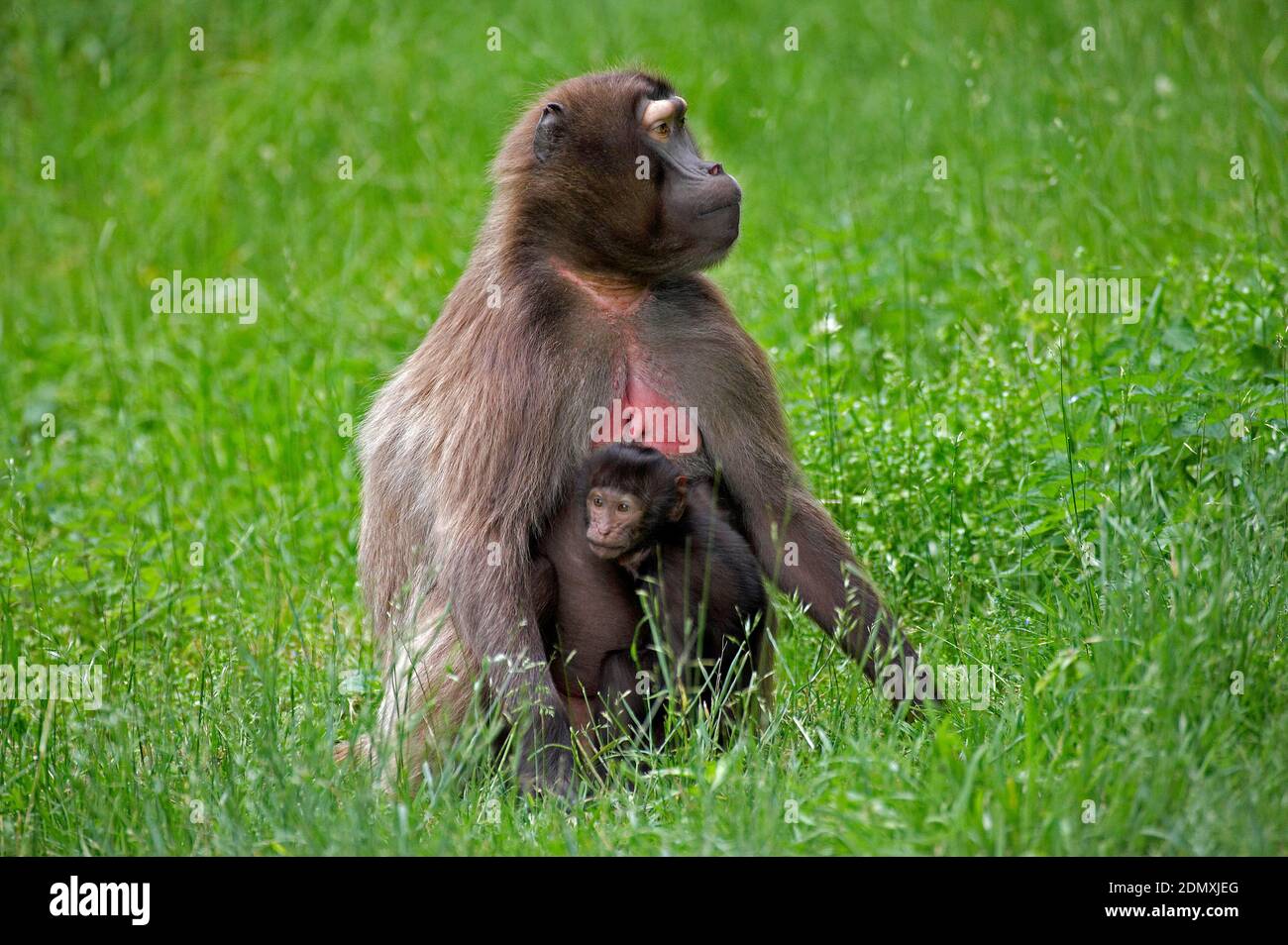 Gelada Baboon, theropithecus gelada, Female with Young Stock Photo - Alamy