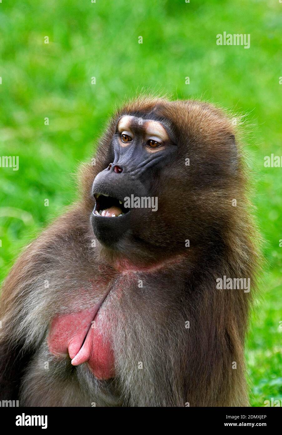 Gelada Baboon, theropithecus gelada, Portrait of Female calling Stock ...