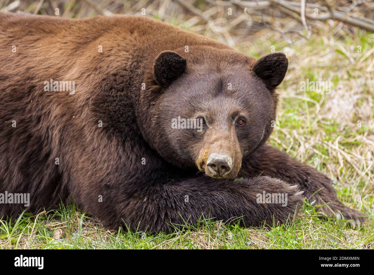 Large bear resting with head on paws Stock Photo - Alamy