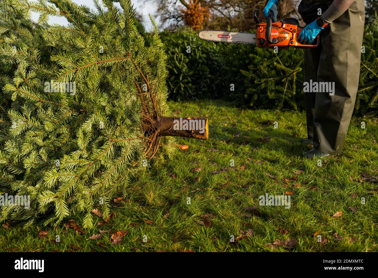 Cutting trunk hi-res stock photography and images - Alamy