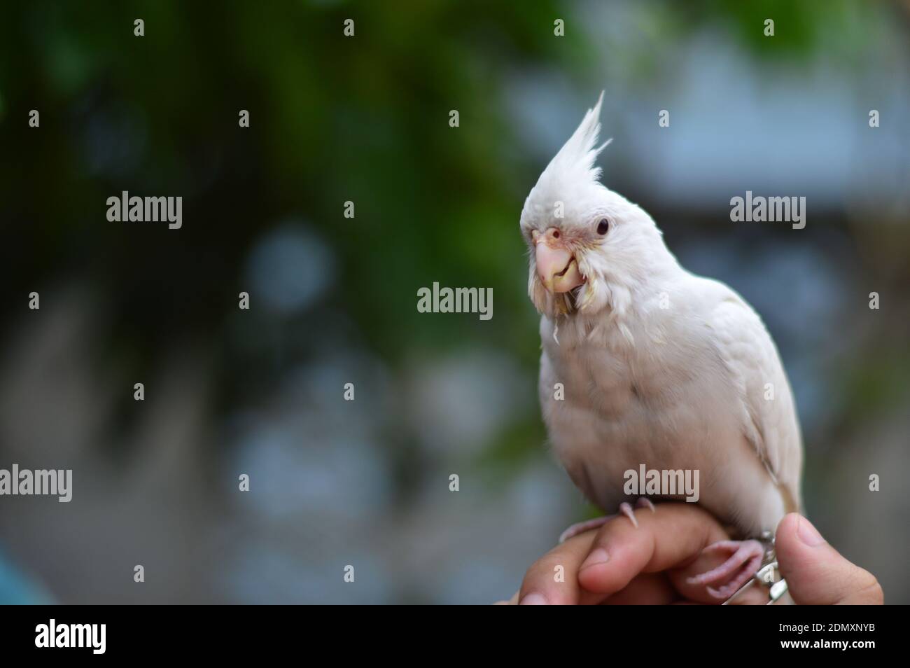 Cockatiel outdoors hi-res stock photography and images - Alamy